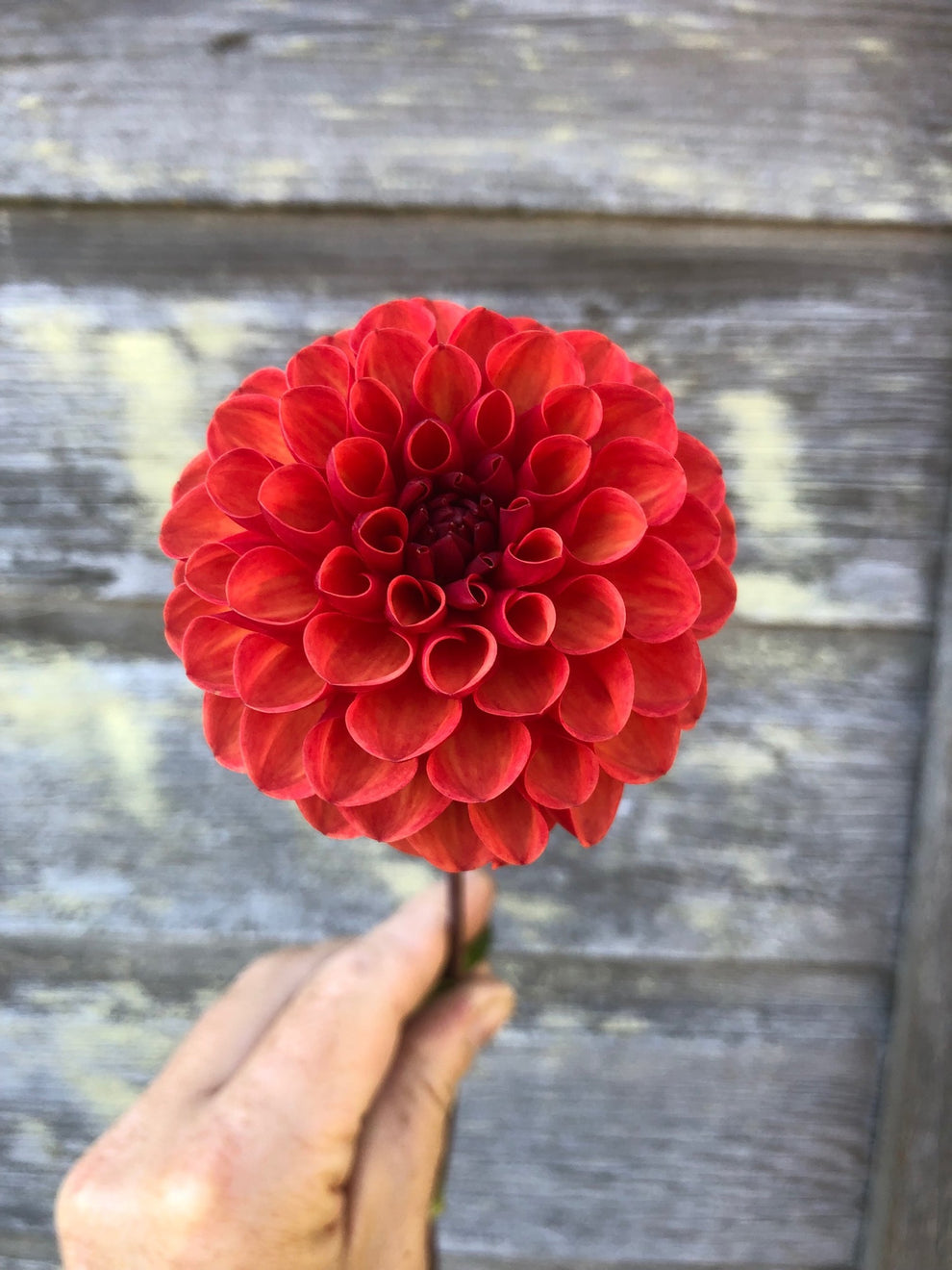 Valley Rust Bucket – The Farmhouse Flower Farm