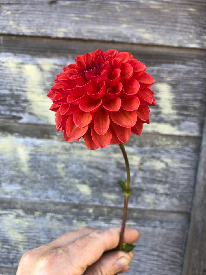 Valley Rust Bucket – The Farmhouse Flower Farm