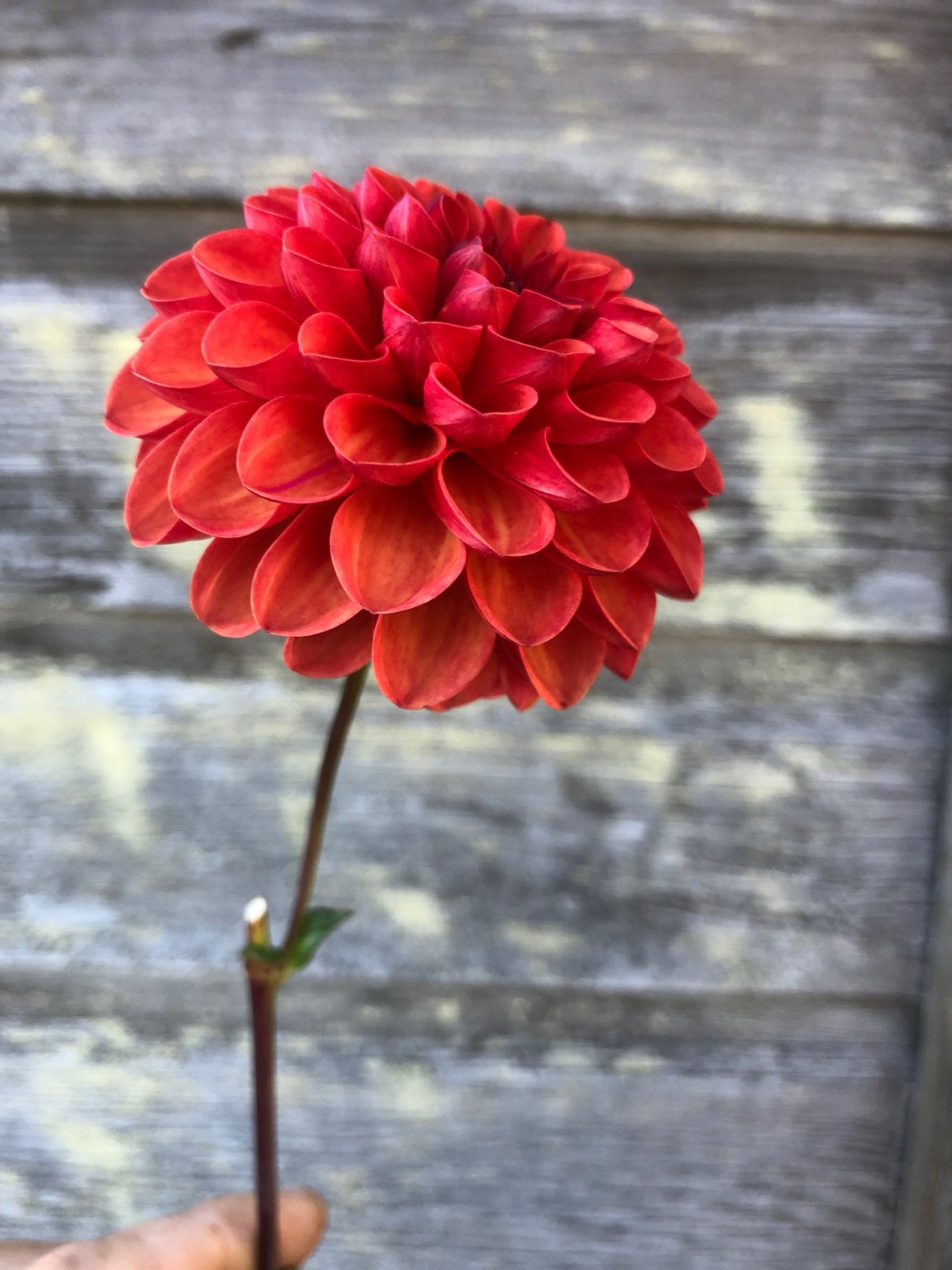 Valley Rust Bucket – The Farmhouse Flower Farm