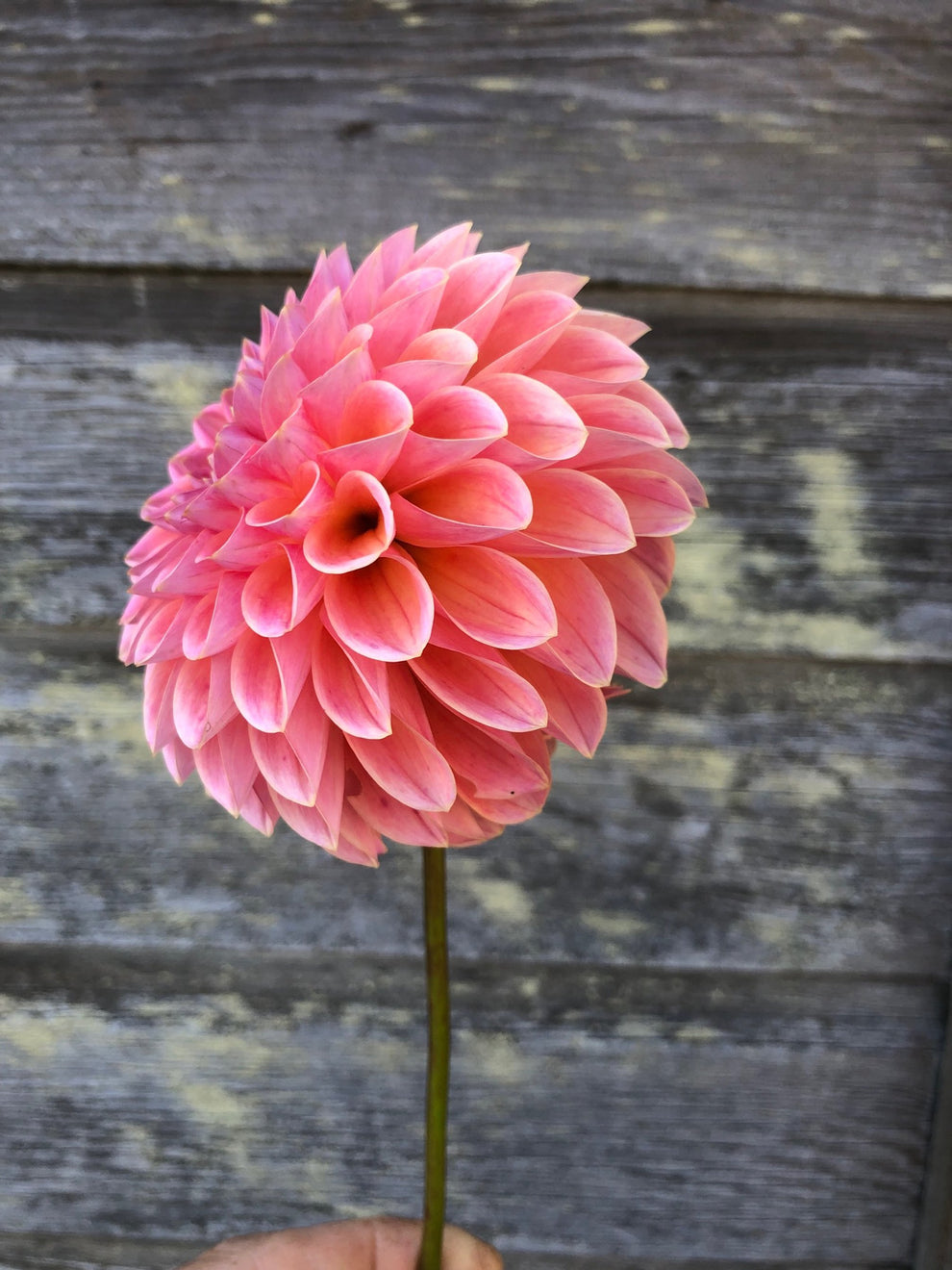 Natalie G – The Farmhouse Flower Farm