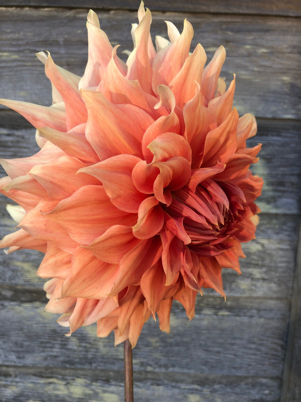 Sierra Glow – The Farmhouse Flower Farm