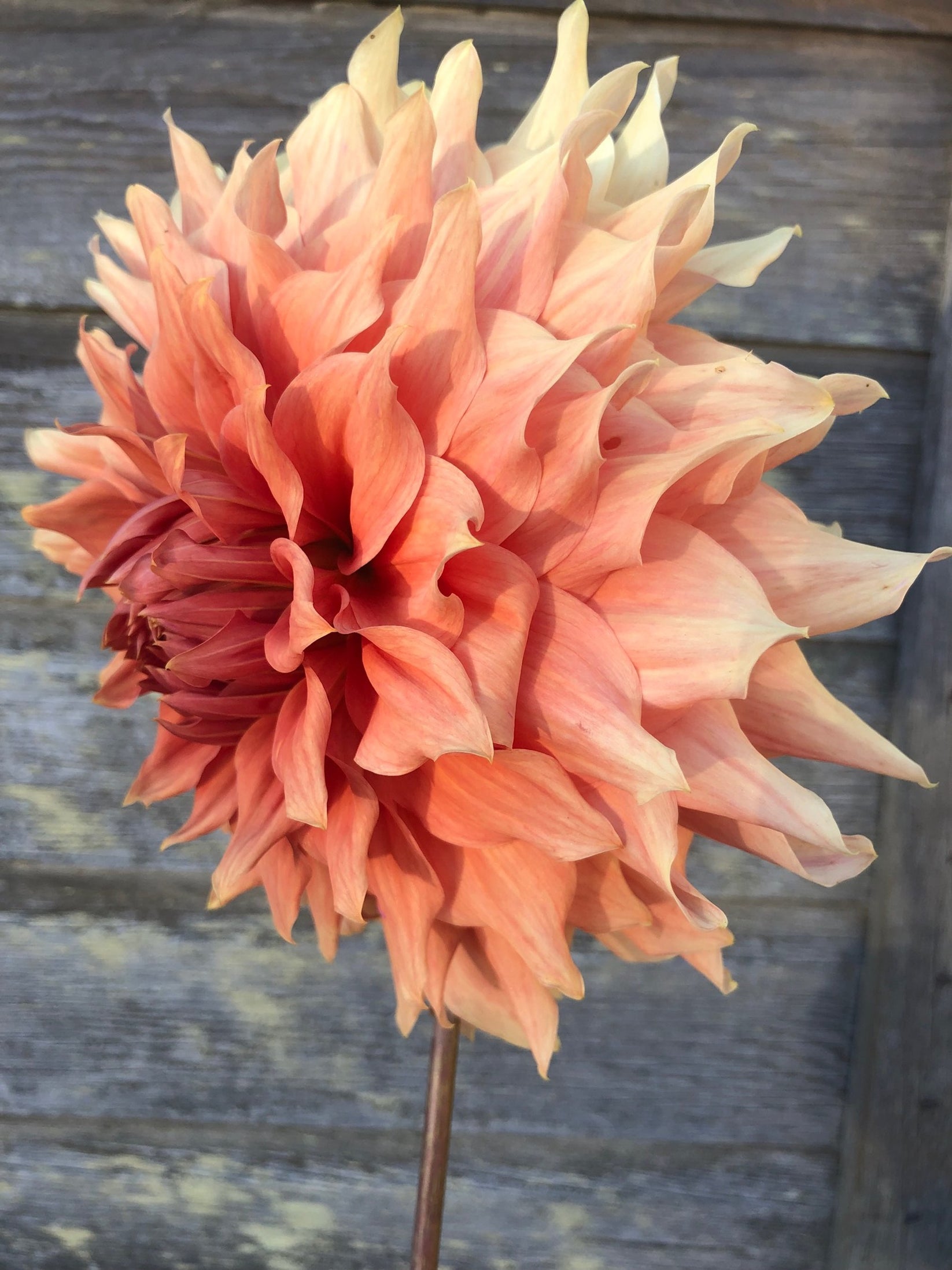 Sierra Glow – The Farmhouse Flower Farm