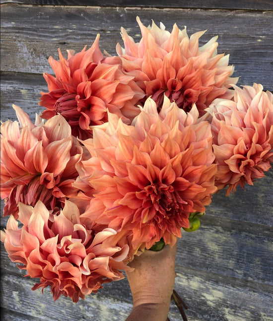 Sierra Glow – The Farmhouse Flower Farm