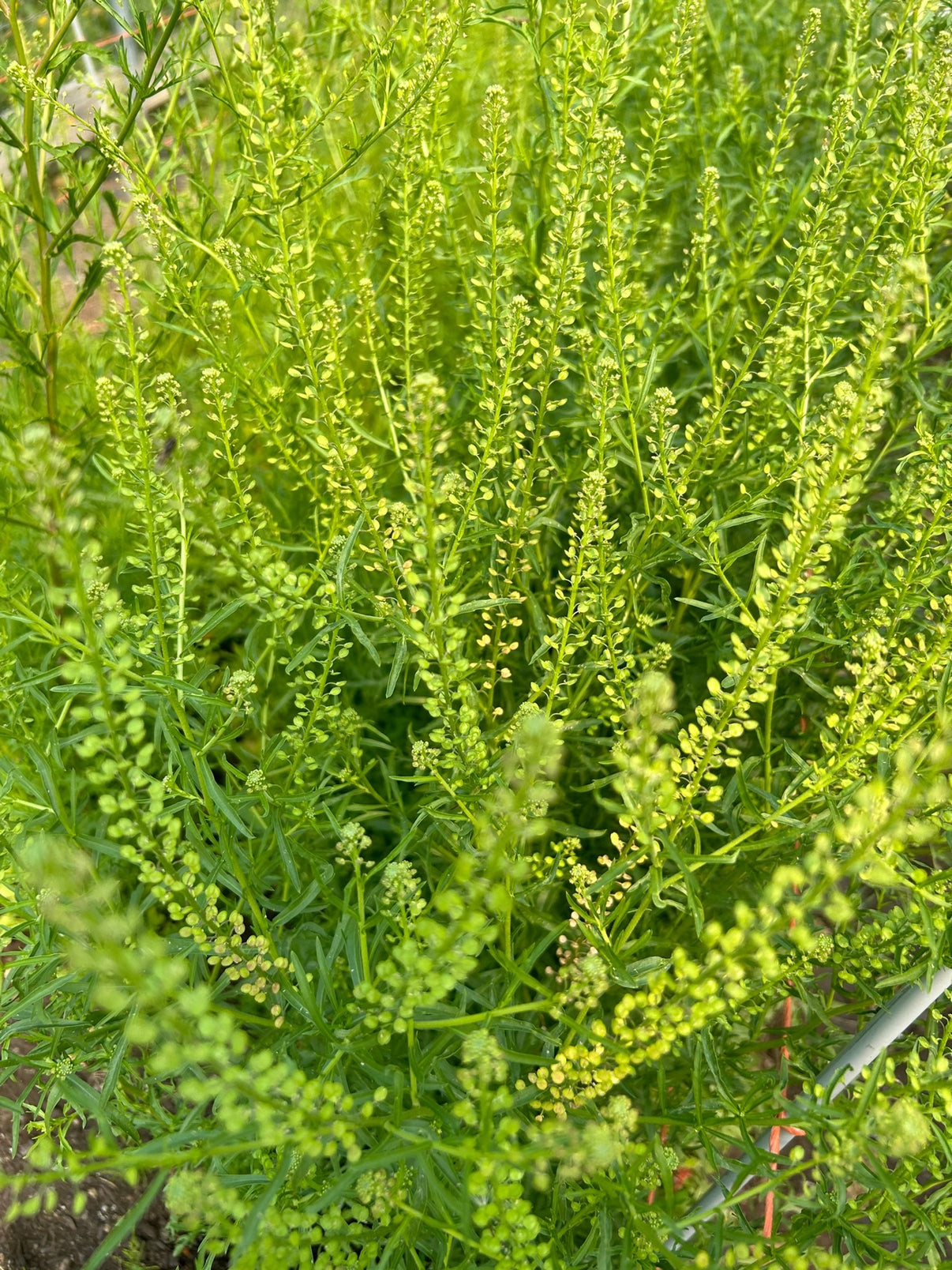 Cress - Green Dragon – The Farmhouse Flower Farm