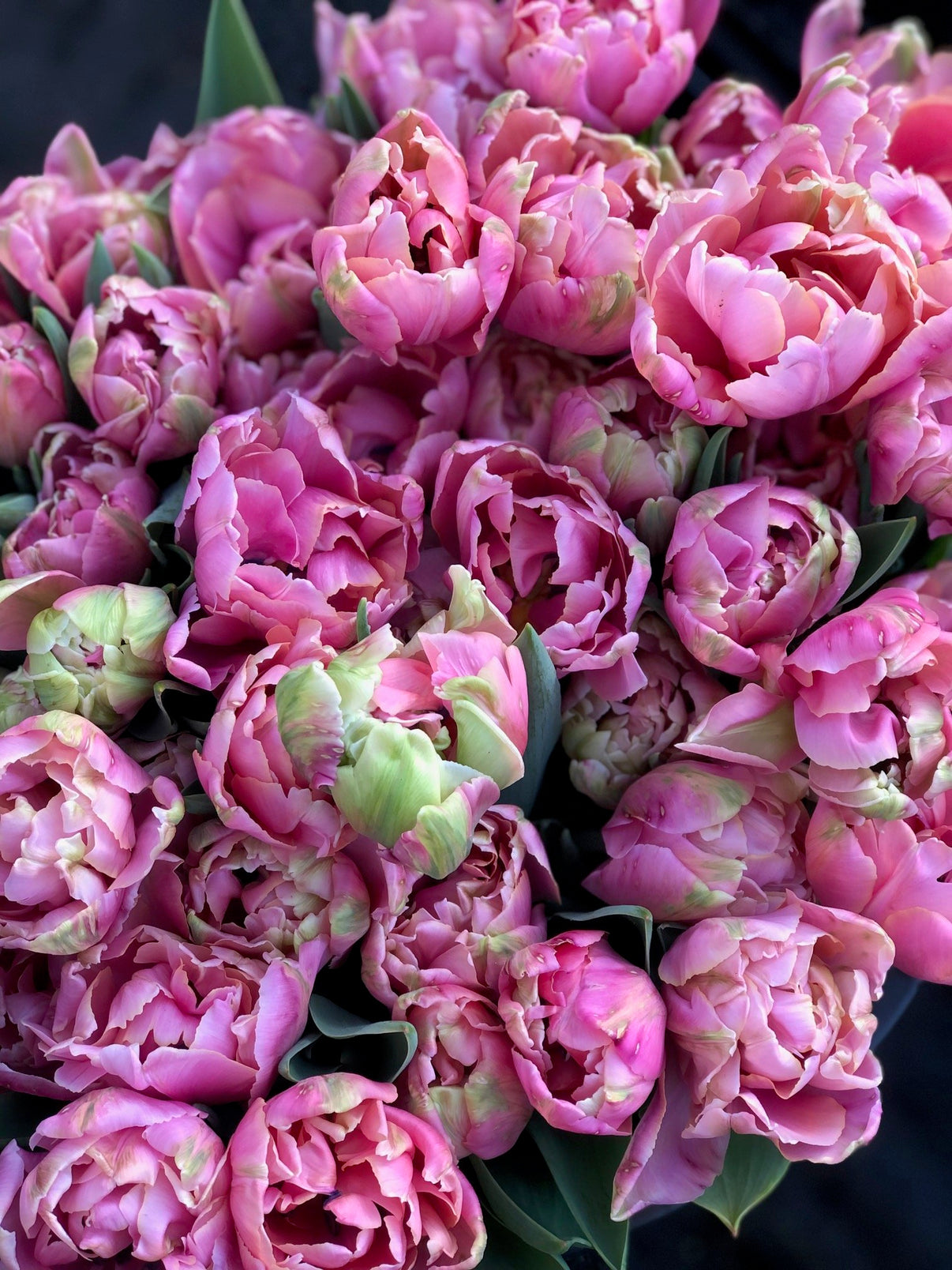 Tulip - Pink Star – The Farmhouse Flower Farm