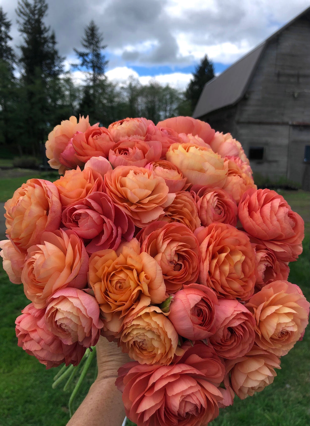 Ranunculus Salmon – The Farmhouse Flower Farm