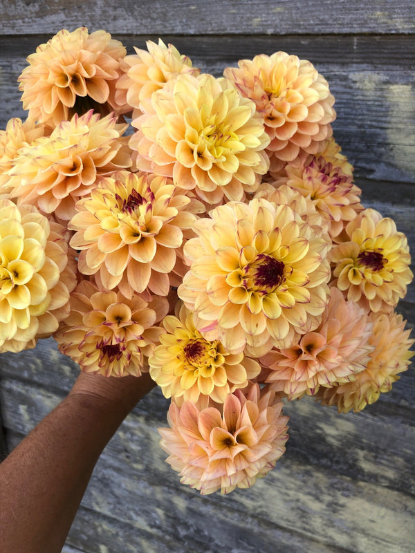 Wine Eyed Jill - Yellow – The Farmhouse Flower Farm