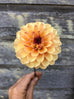 Wine Eyed Jill - Yellow – The Farmhouse Flower Farm