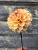 Wine Eyed Jill - Yellow – The Farmhouse Flower Farm