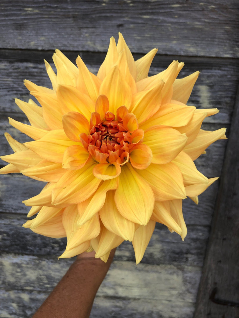 Honeymoon – The Farmhouse Flower Farm