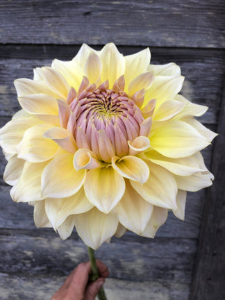 Westerton Lillian – The Farmhouse Flower Farm