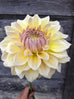 Westerton Lillian – The Farmhouse Flower Farm