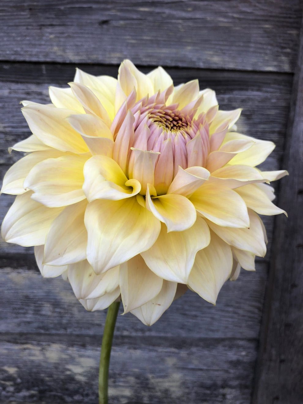 Westerton Lillian – The Farmhouse Flower Farm