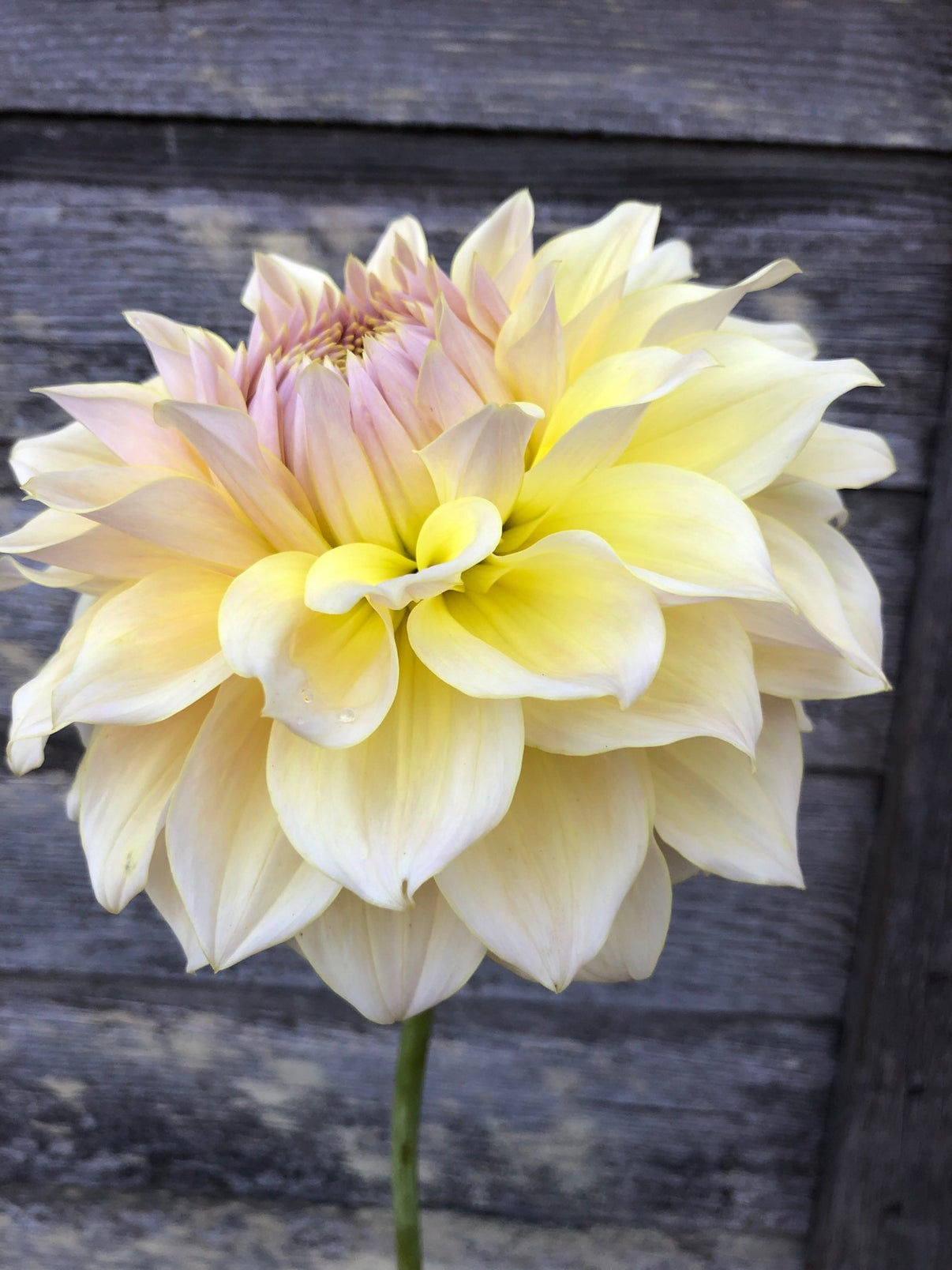 Westerton Lillian – The Farmhouse Flower Farm