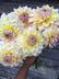 Westerton Lillian – The Farmhouse Flower Farm