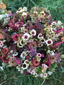 Coreopsis - Incredible Swirl – The Farmhouse Flower Farm