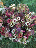 Coreopsis - Incredible Swirl – The Farmhouse Flower Farm