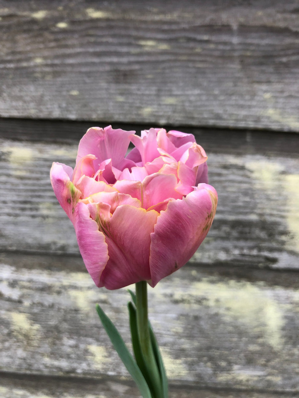 Tulip - Pink Star – The Farmhouse Flower Farm