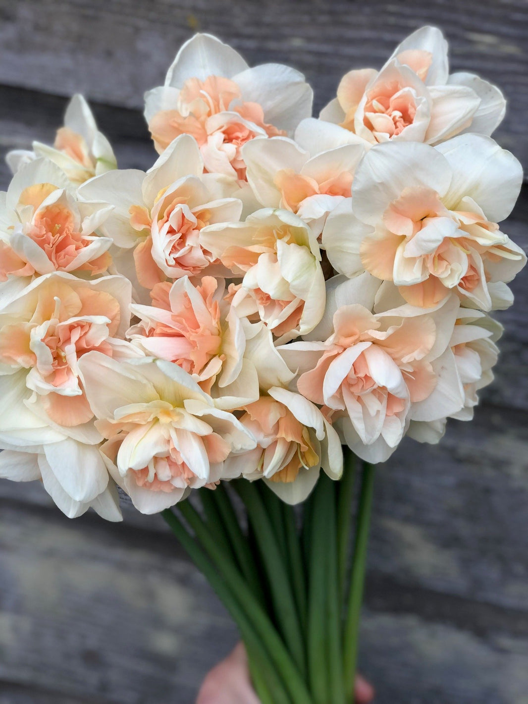 Daffodils – The Farmhouse Flower Farm