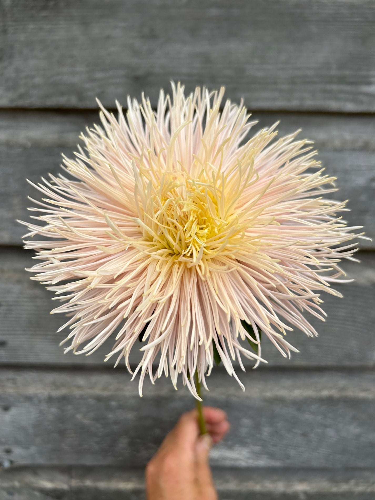 China Aster - Valkyrie Chamois – The Farmhouse Flower Farm