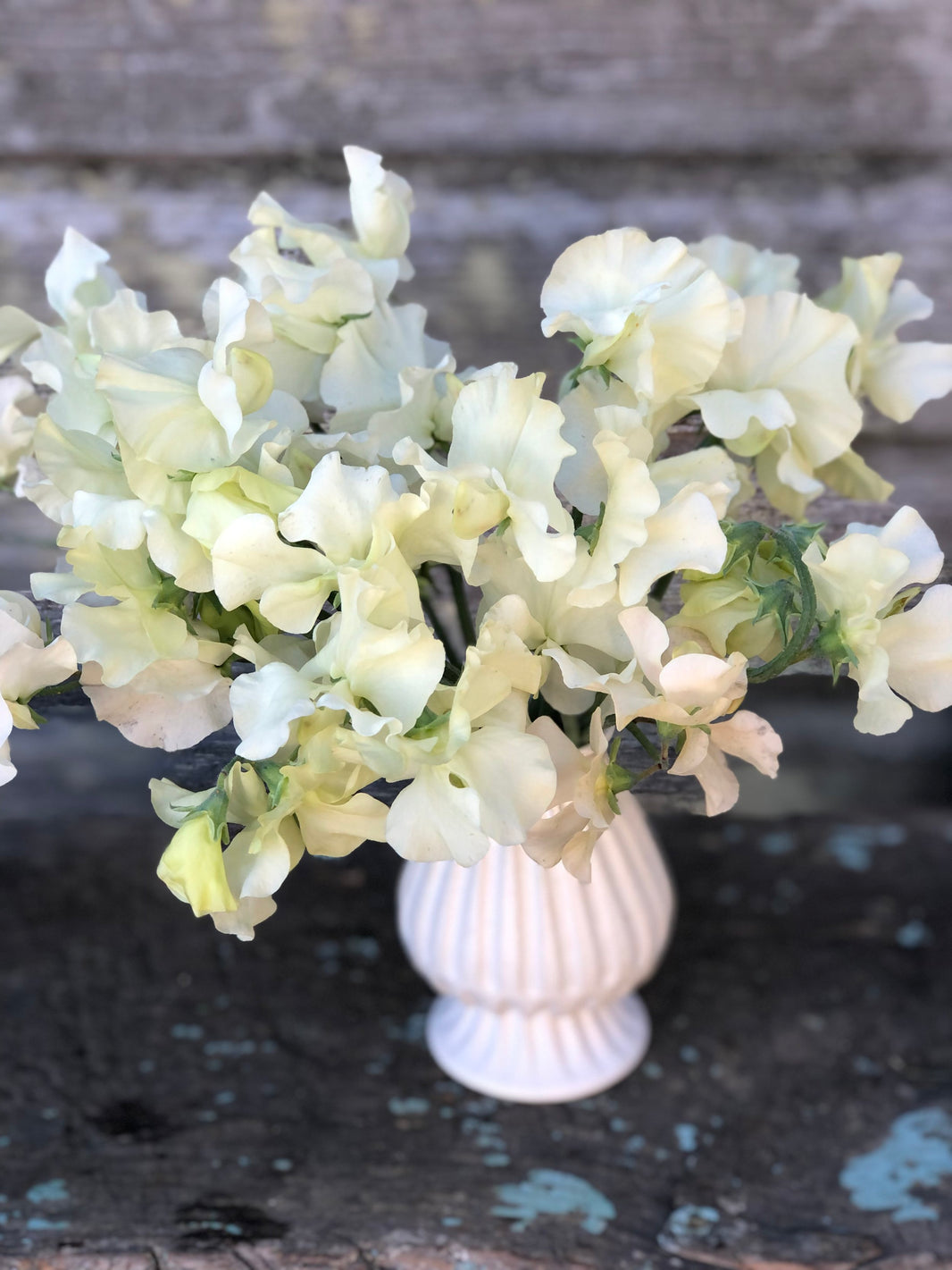 Sweet Peas – The Farmhouse Flower Farm