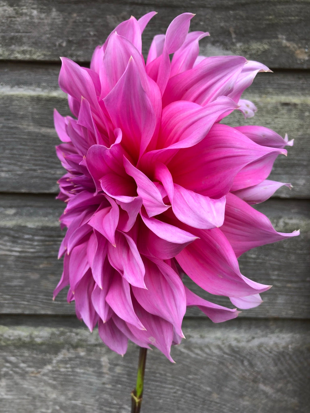 Arthur Hambley – The Farmhouse Flower Farm