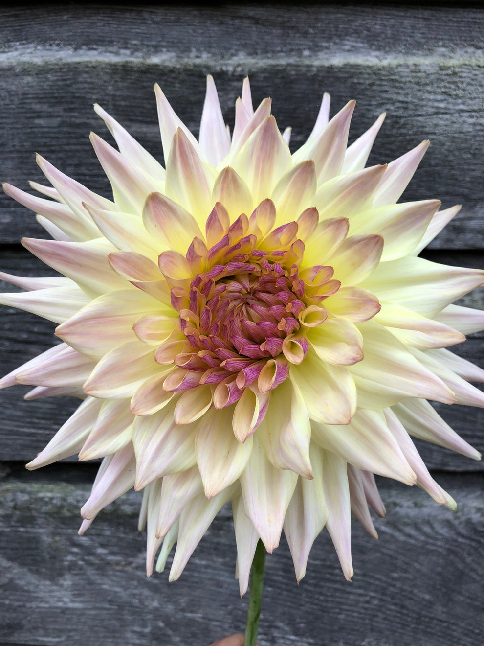 Netherton Cindy – The Farmhouse Flower Farm