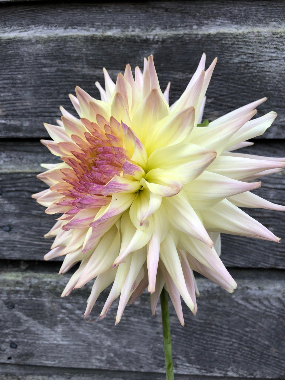 Netherton Cindy – The Farmhouse Flower Farm
