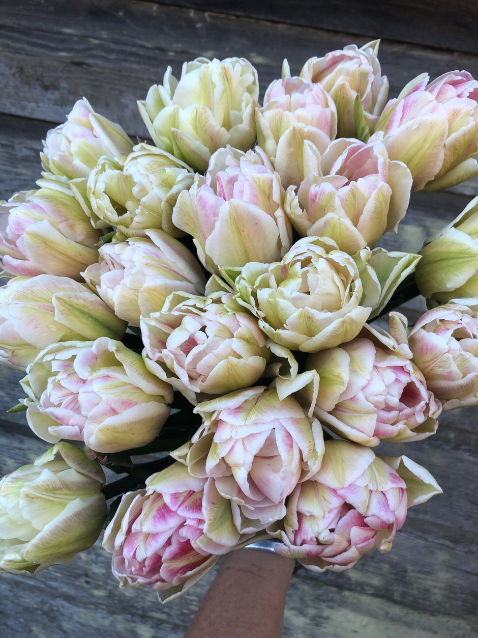 The Farmhouse Flower Farm | Flower Seeds, Sweet Peas and Dahlia Tubers