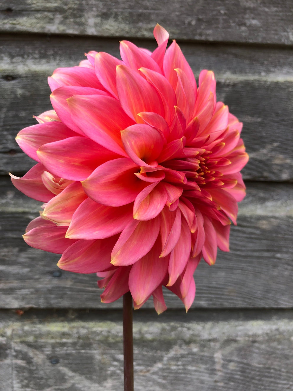 Kenora Lisa – The Farmhouse Flower Farm