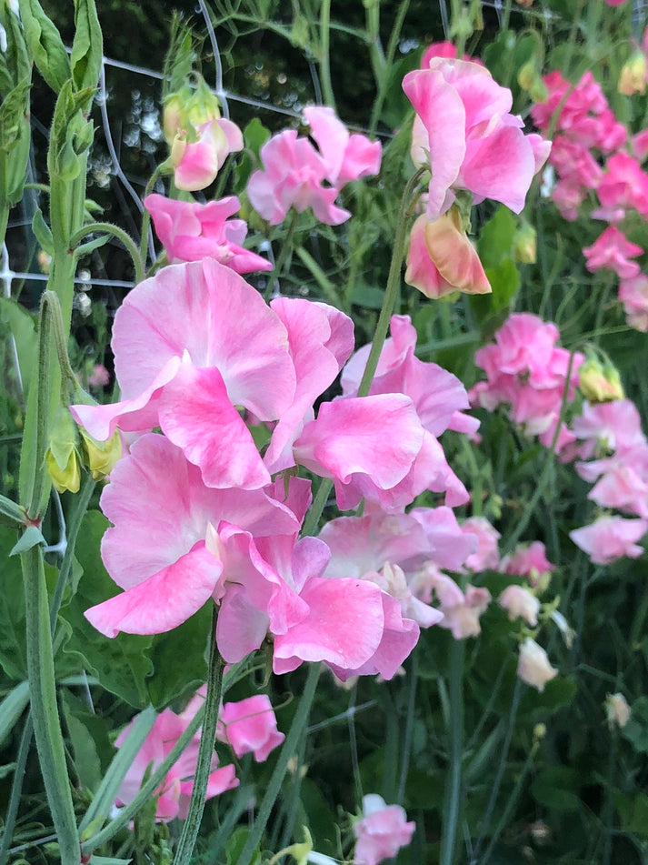 Sweet Pea - Mrs Bernard Jones – The Farmhouse Flower Farm
