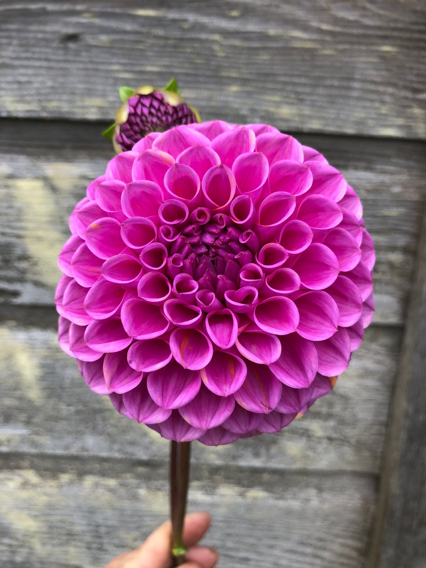 Isabel – The Farmhouse Flower Farm