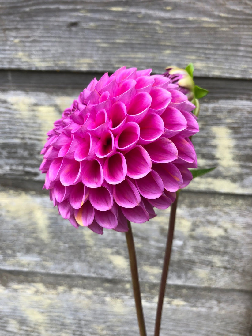 Isabel – The Farmhouse Flower Farm