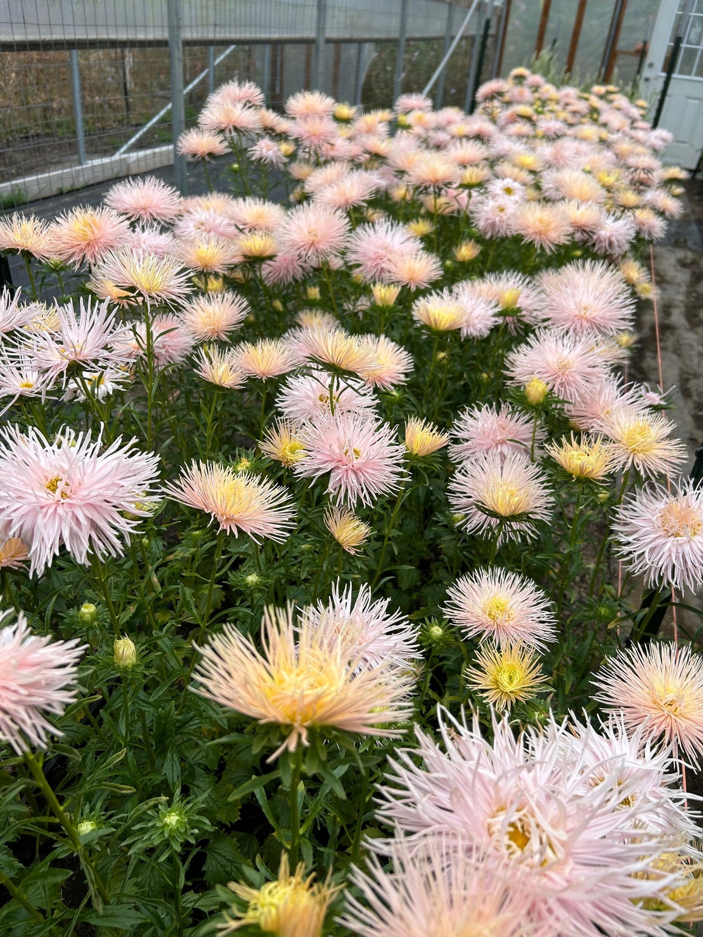 China Aster - Valkyrie Chamois – The Farmhouse Flower Farm