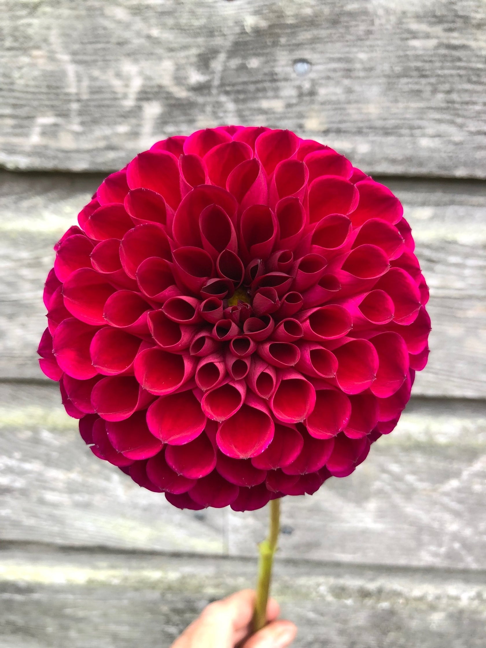 Jessie G – The Farmhouse Flower Farm