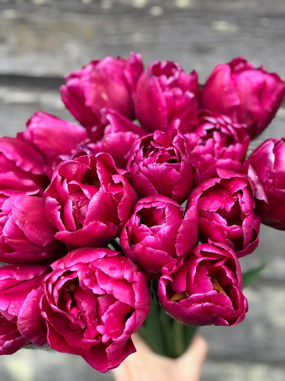 Tulip - Margarita – The Farmhouse Flower Farm