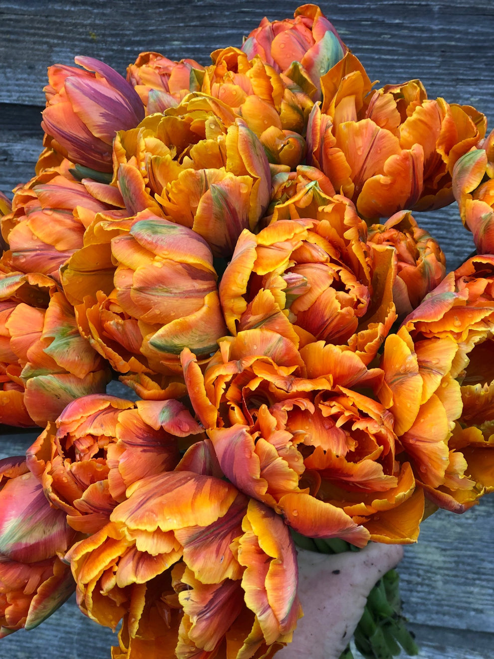 Tulip - Orange Princess – The Farmhouse Flower Farm