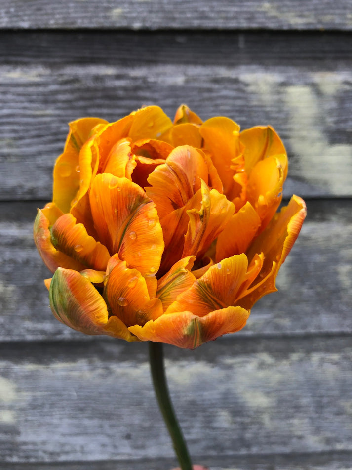 Tulip - Orange Princess – The Farmhouse Flower Farm
