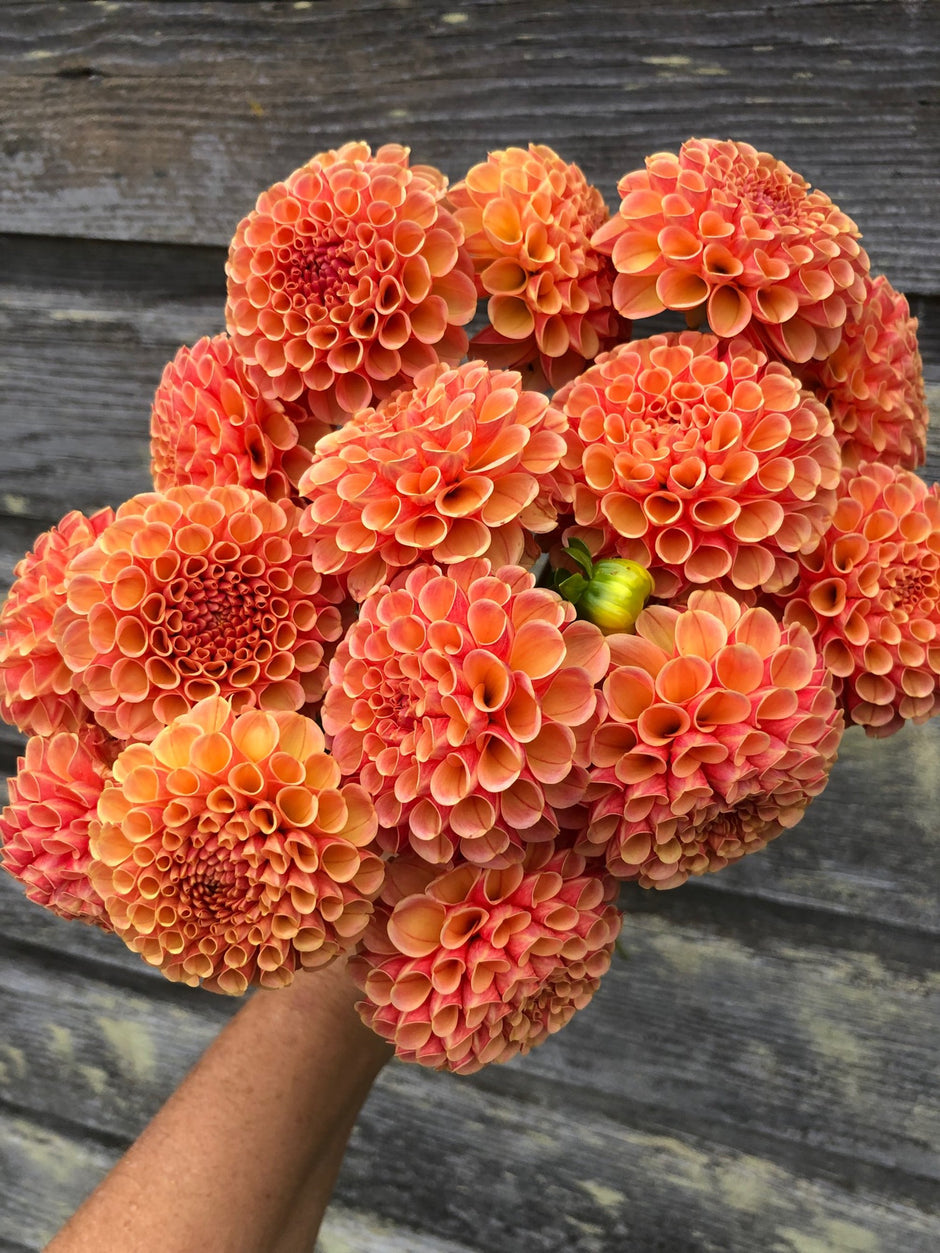 Dahlias – Page 2 – The Farmhouse Flower Farm