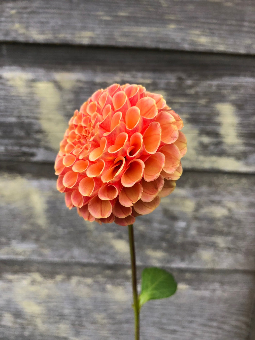 Amber Queen – The Farmhouse Flower Farm