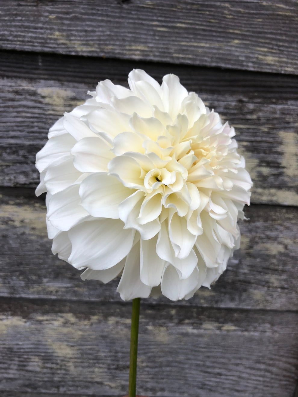 Irish Ruffles – The Farmhouse Flower Farm
