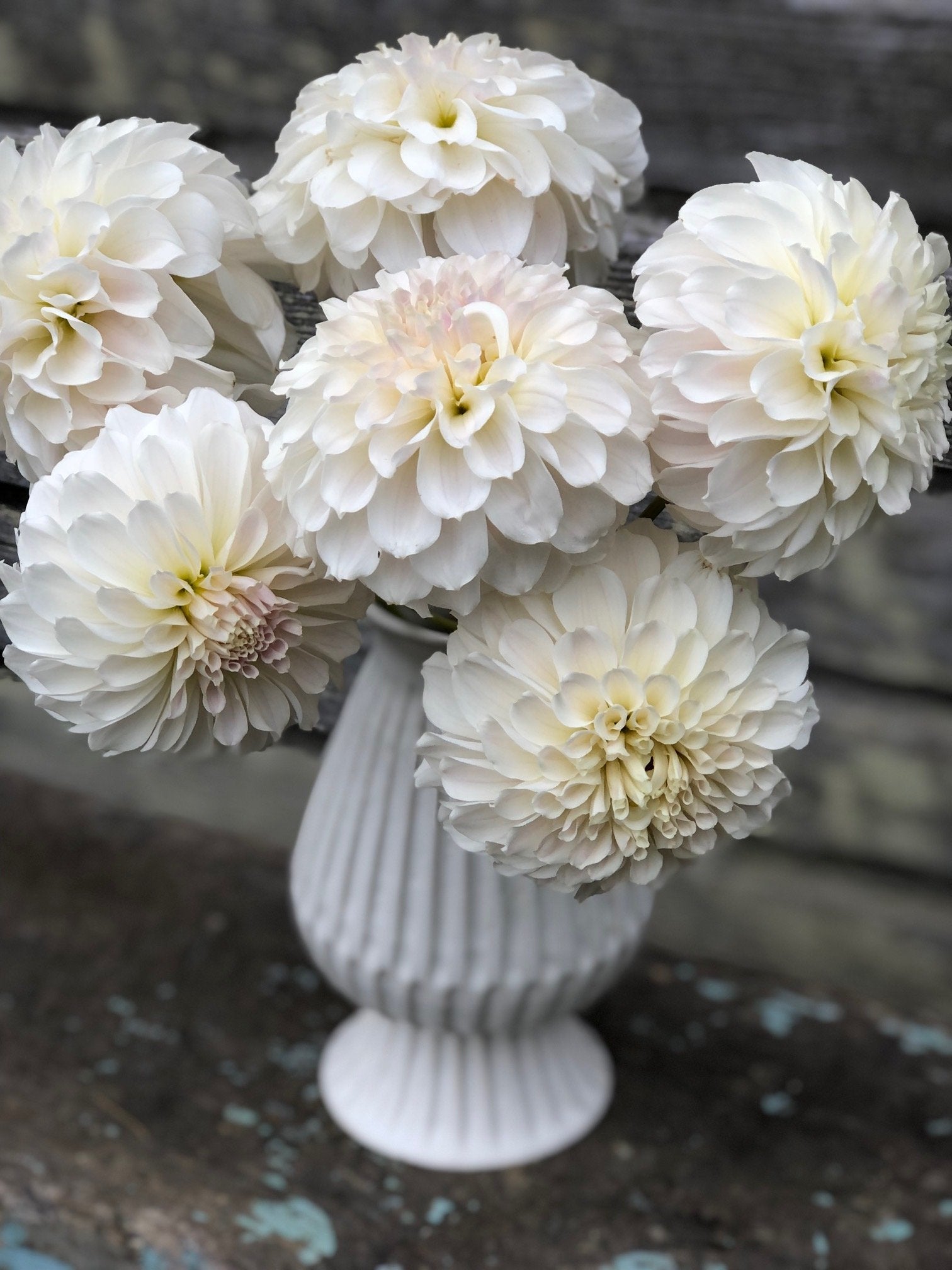 Irish Ruffles – The Farmhouse Flower Farm