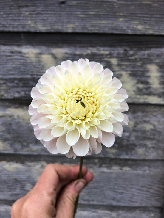 Camano Zoe – The Farmhouse Flower Farm