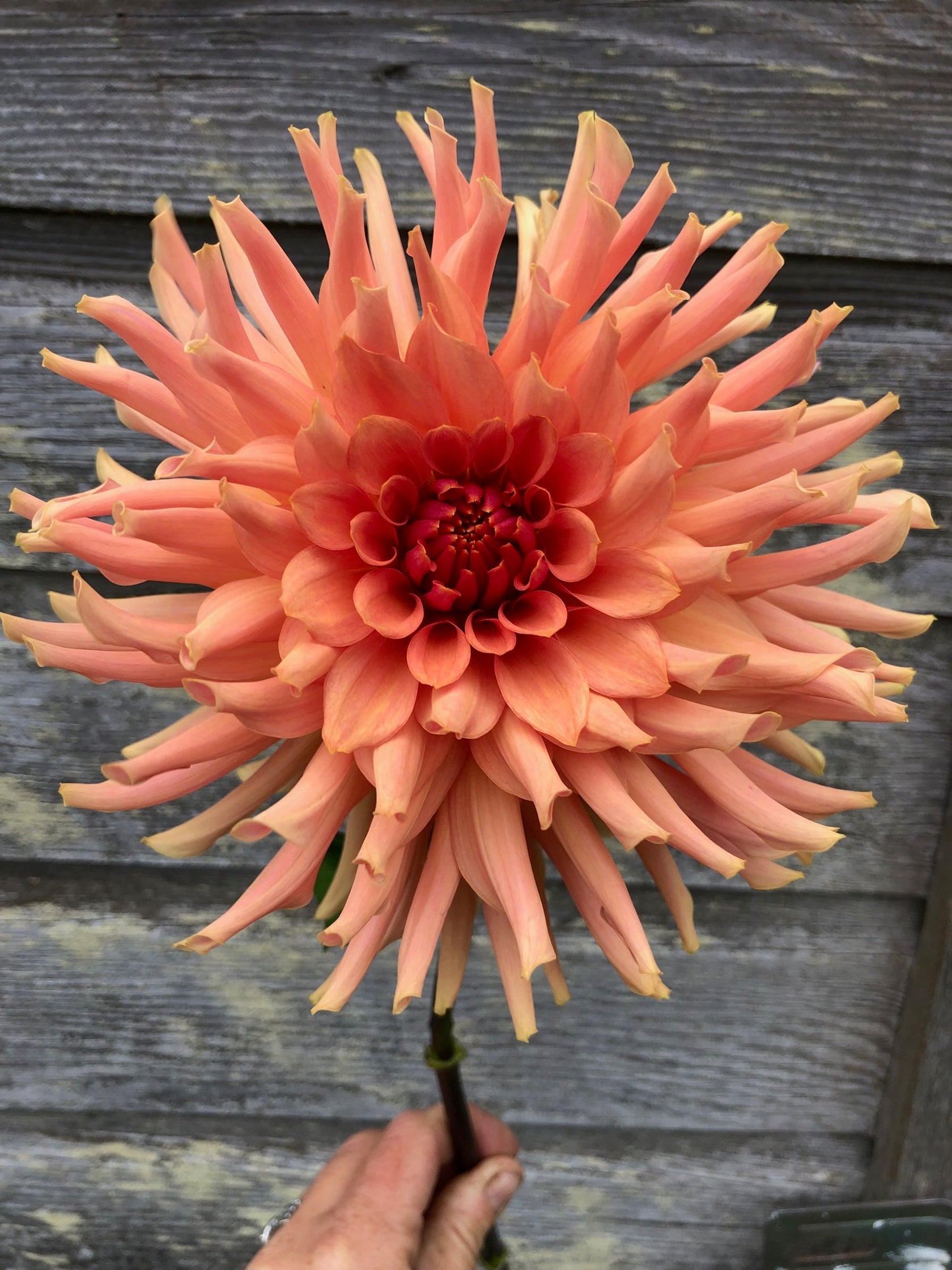 Terracotta – The Farmhouse Flower Farm