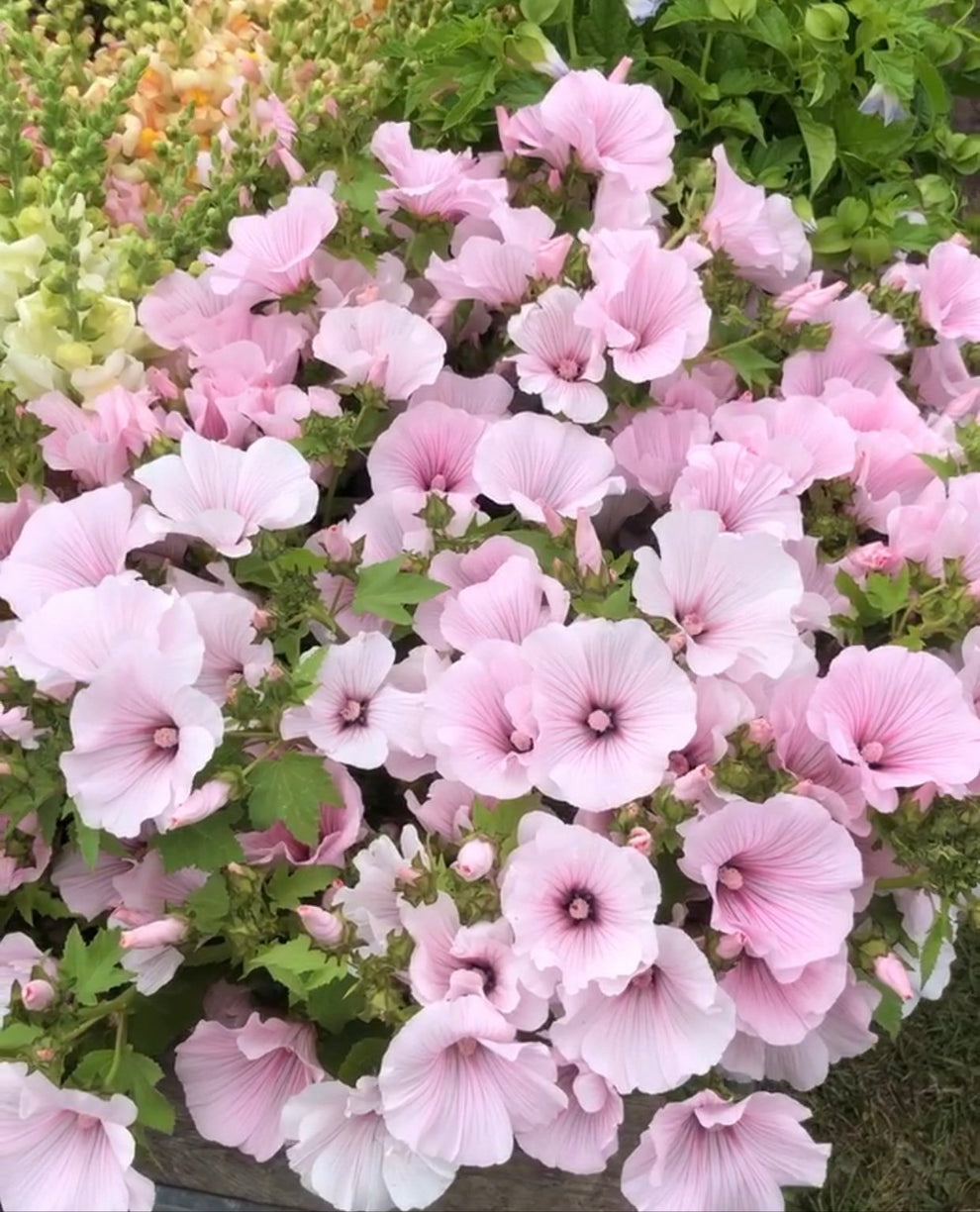 Lavatera - Pink Regis - LIMIT 1 – The Farmhouse Flower Farm