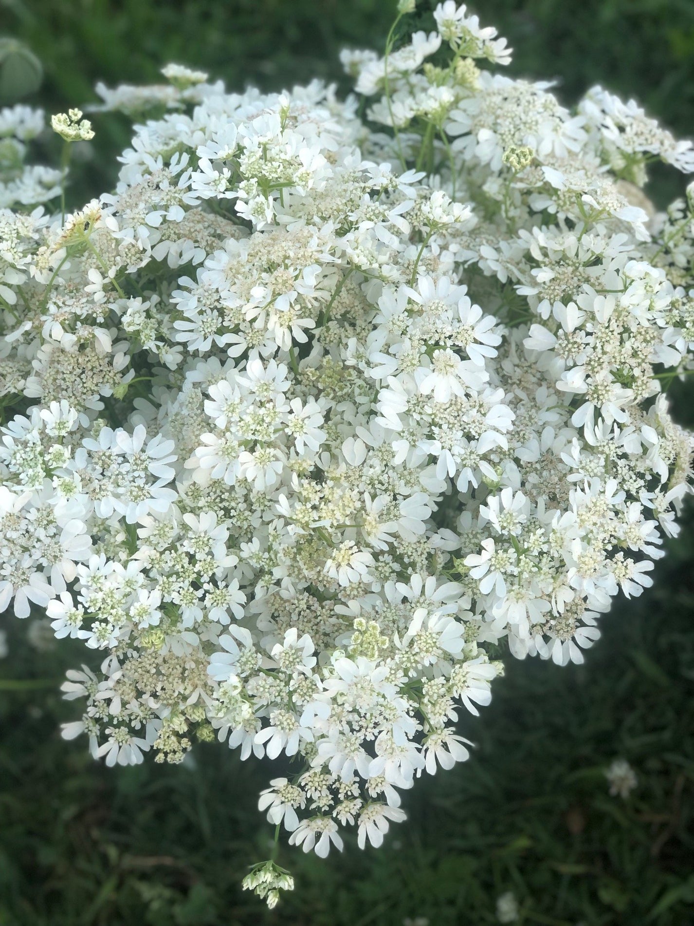 Orlaya - White Finch – The Farmhouse Flower Farm