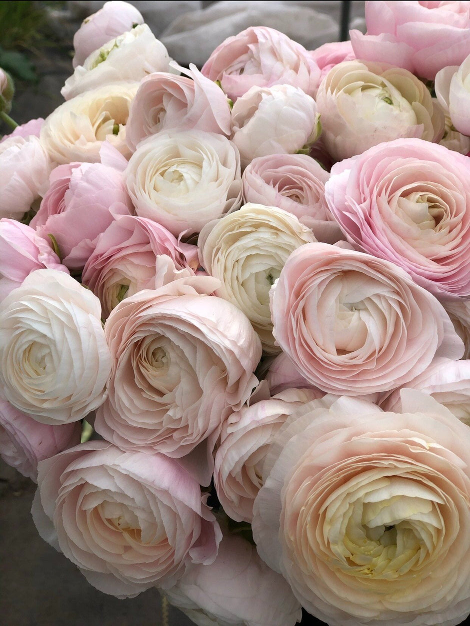 Specialty Bulbs – The Farmhouse Flower Farm